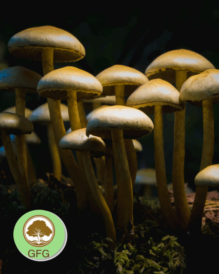 Home - Cwmcarn Forest Cwmcarn Forest